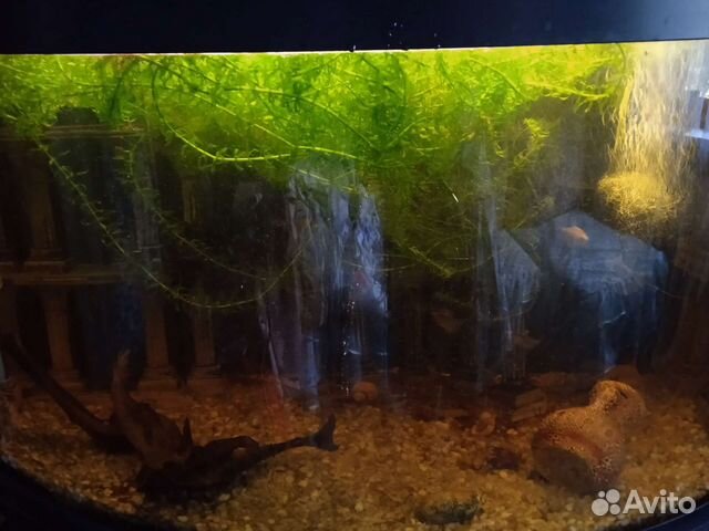 Украшения для аквариума