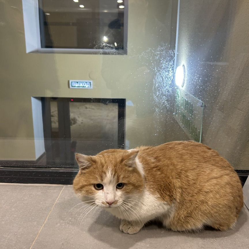 Потерялся кот