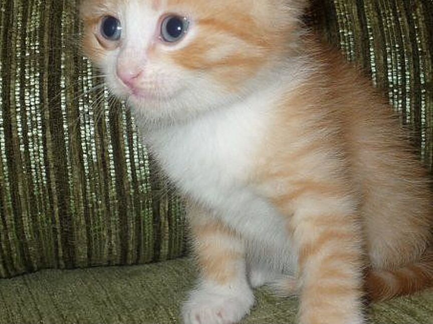 Котята рыжие британцы