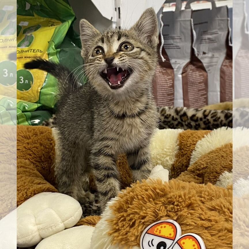 Котенок в добрые руки
