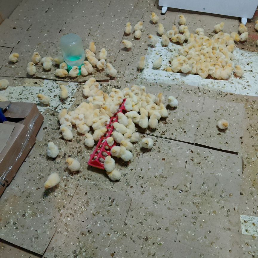 Петушки Ломан Браун
