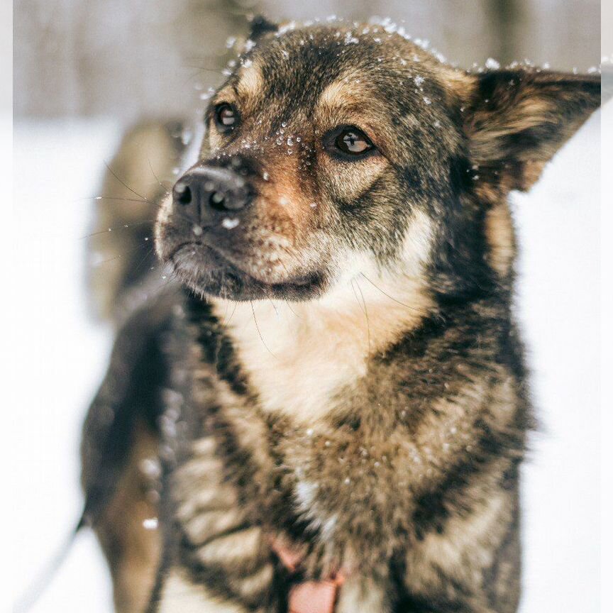 Взрослый пёс в добрые руки