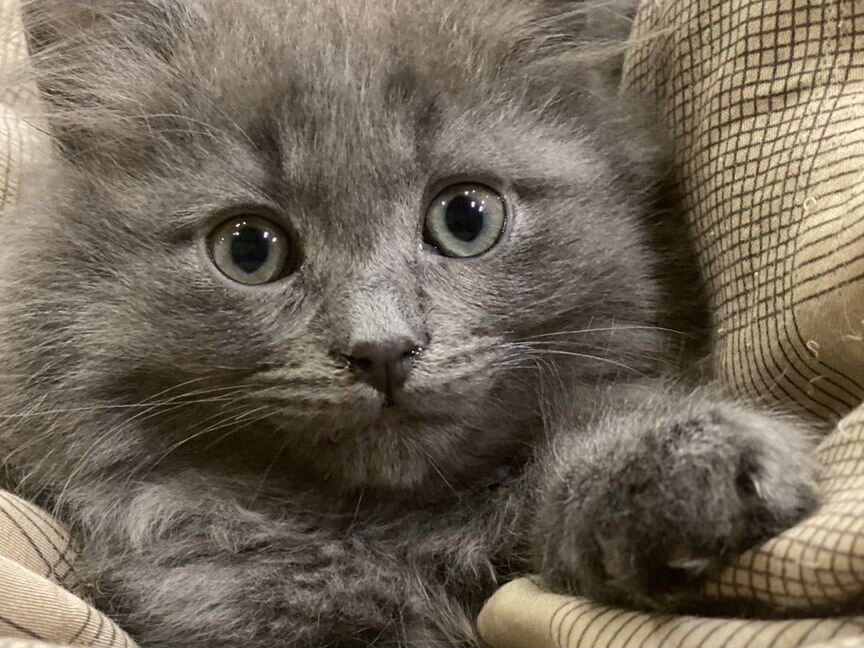 Котята в добрые руки 3 мальчика