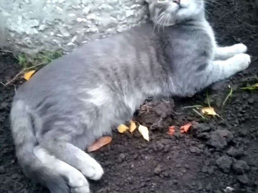 Кот котенок