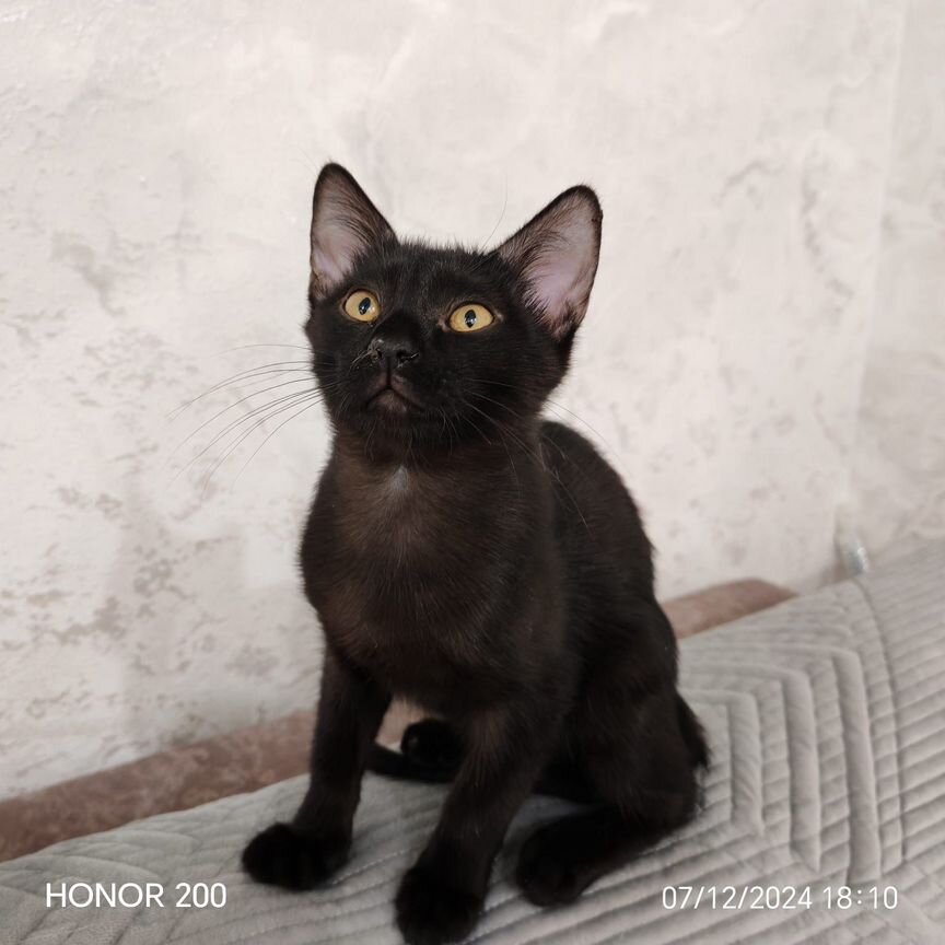 Котята в добрые руки бесплатно