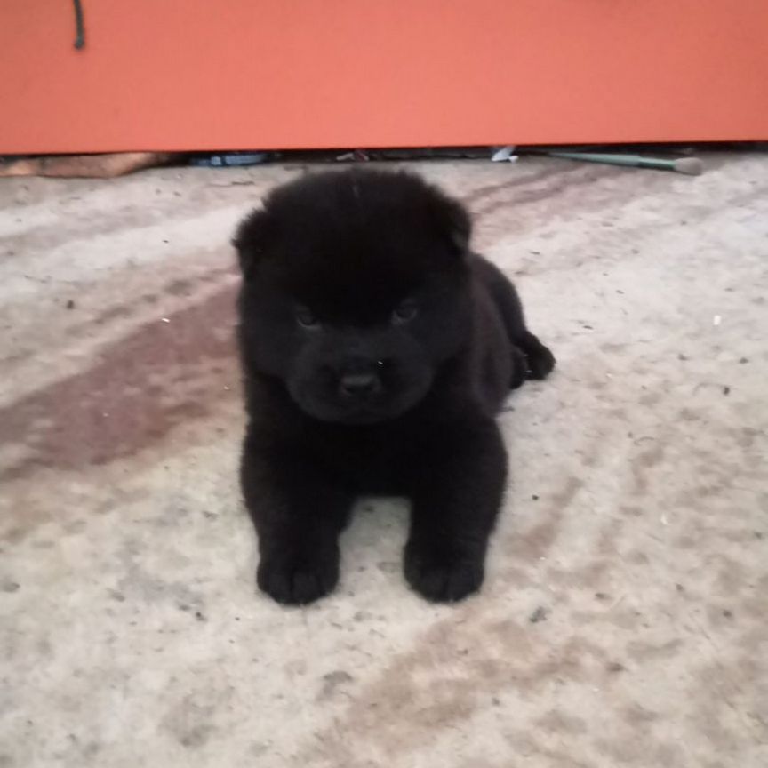 Щенки помесь чау чау