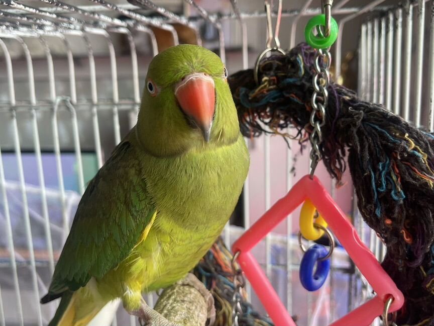 Самка ожерелового попугая