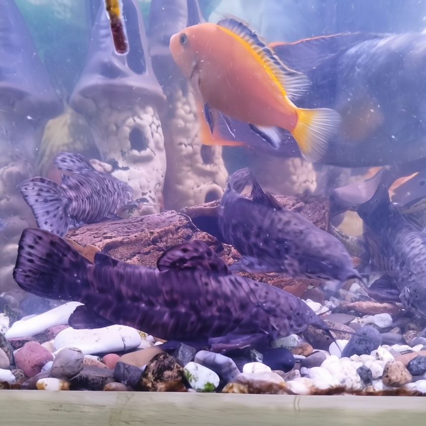 Аквариумные рыбки сомики