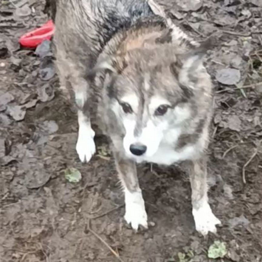 Взрослая собака в добрые руки