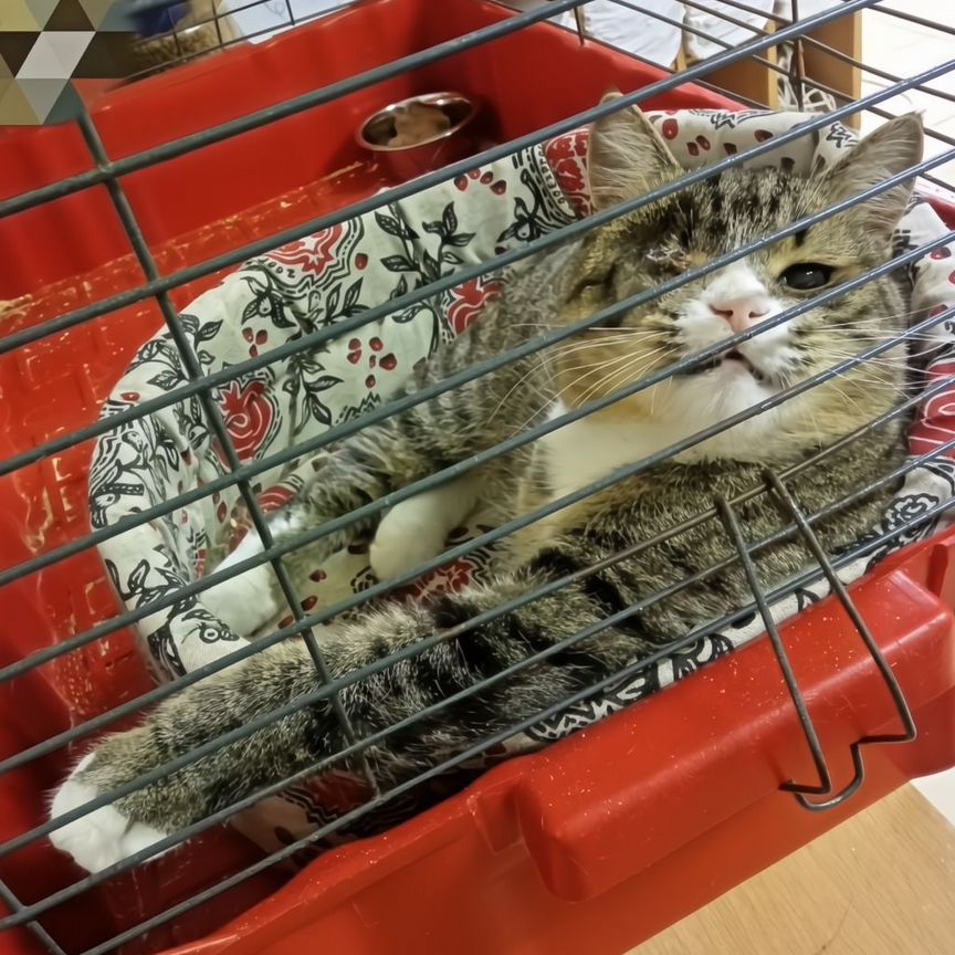 Взрослая, Девочка кошка в добрые руки