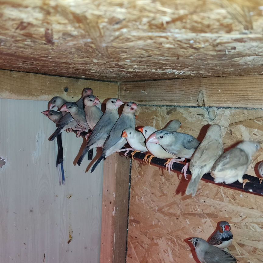 Рисовки, амадины