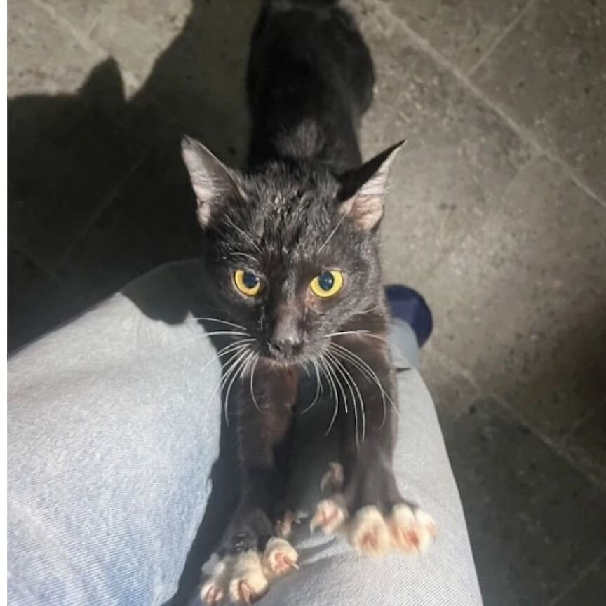 Европейская короткошёрстная, взрослая кошка