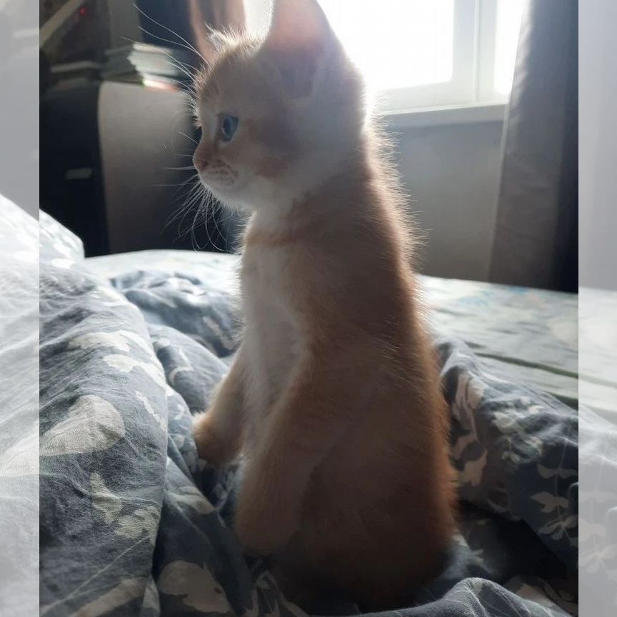 Шотландский вислоухий короткошёрстный котёнок