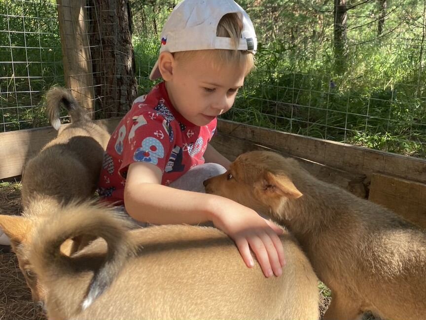 Щенки лайки (метис ) мама лайка щенки