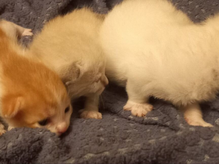 Домашние животные кошки