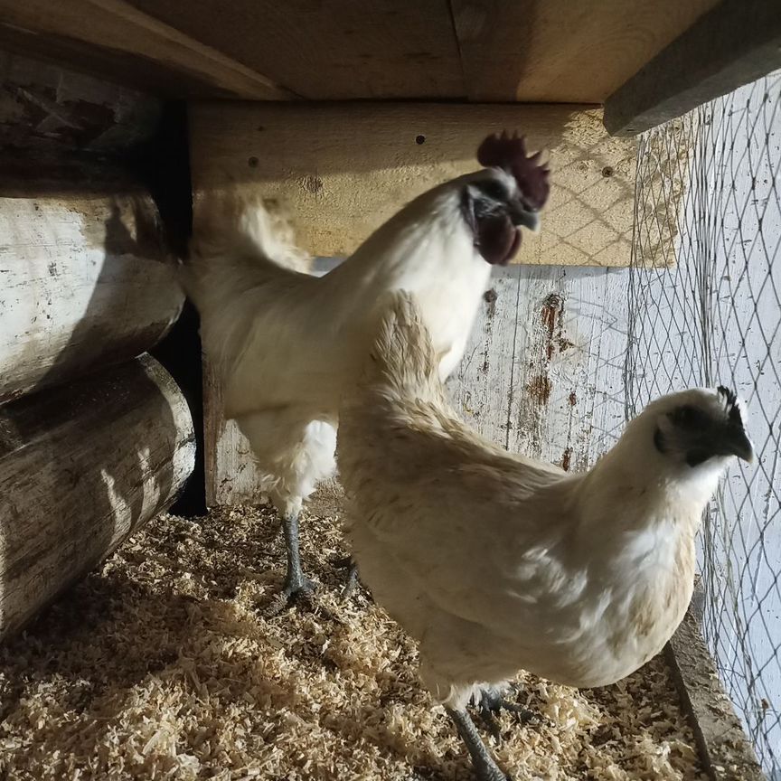 Куры Лакиданзи