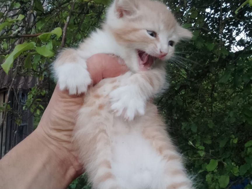 Котенок машьчик