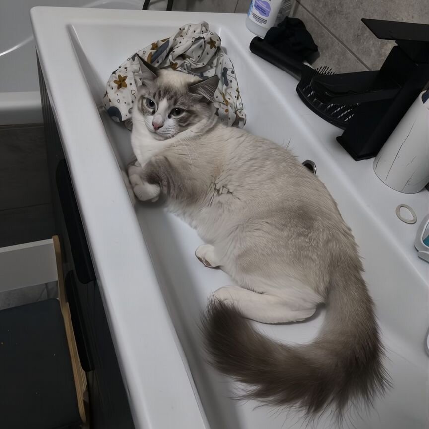 Сибирский котёнок