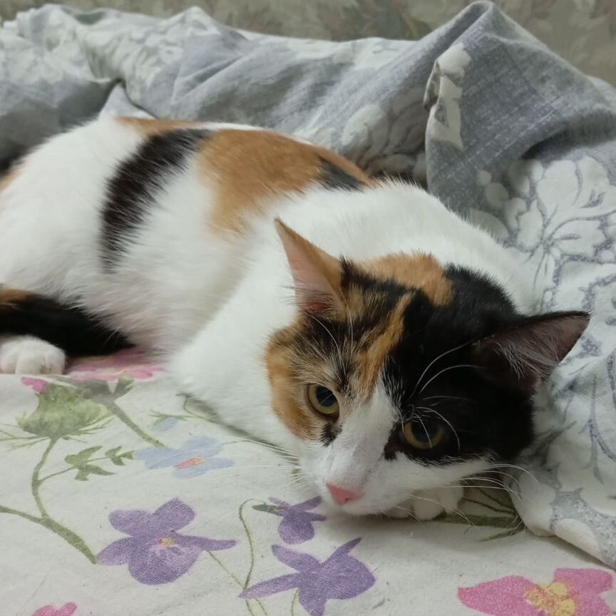 Кошки в добрые руки