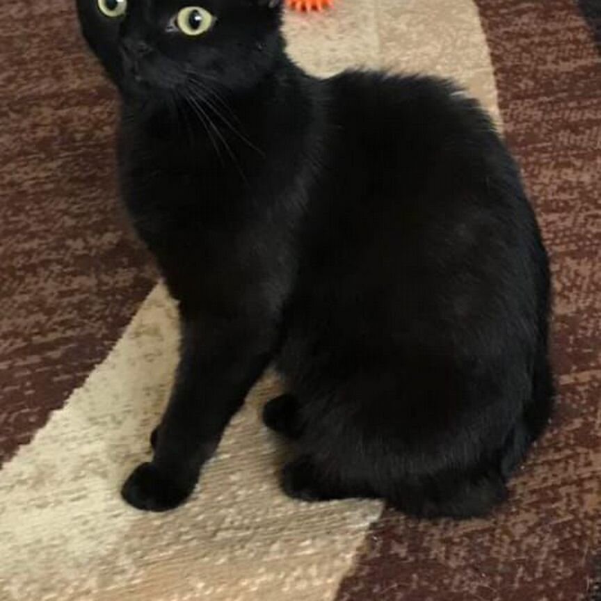 Котенок черная красотка