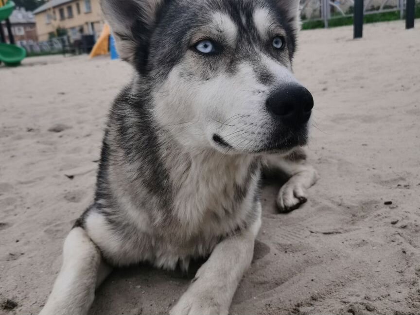 Найдена собака