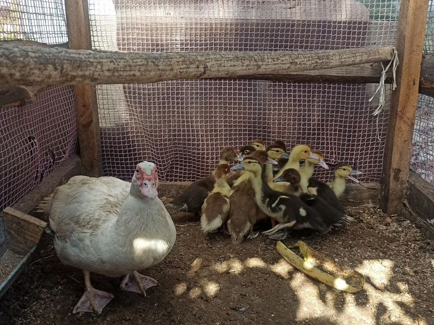 Утка с утятами