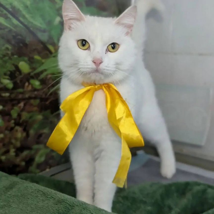 Взрослая, кошка в добрые руки