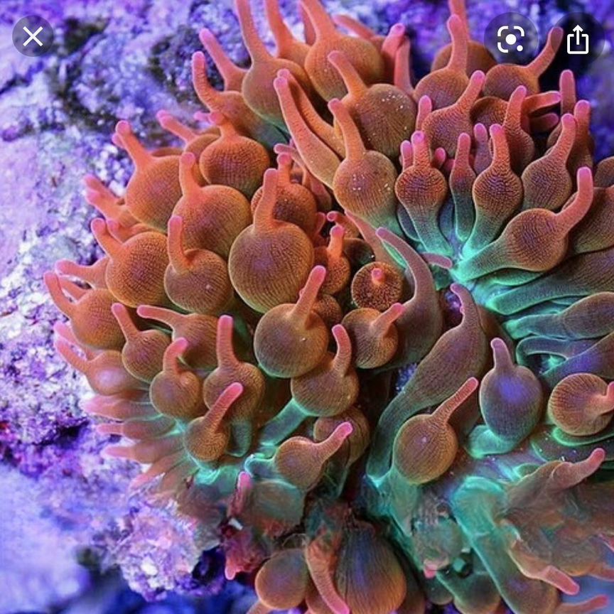 Подарю актинию в морской аквариум