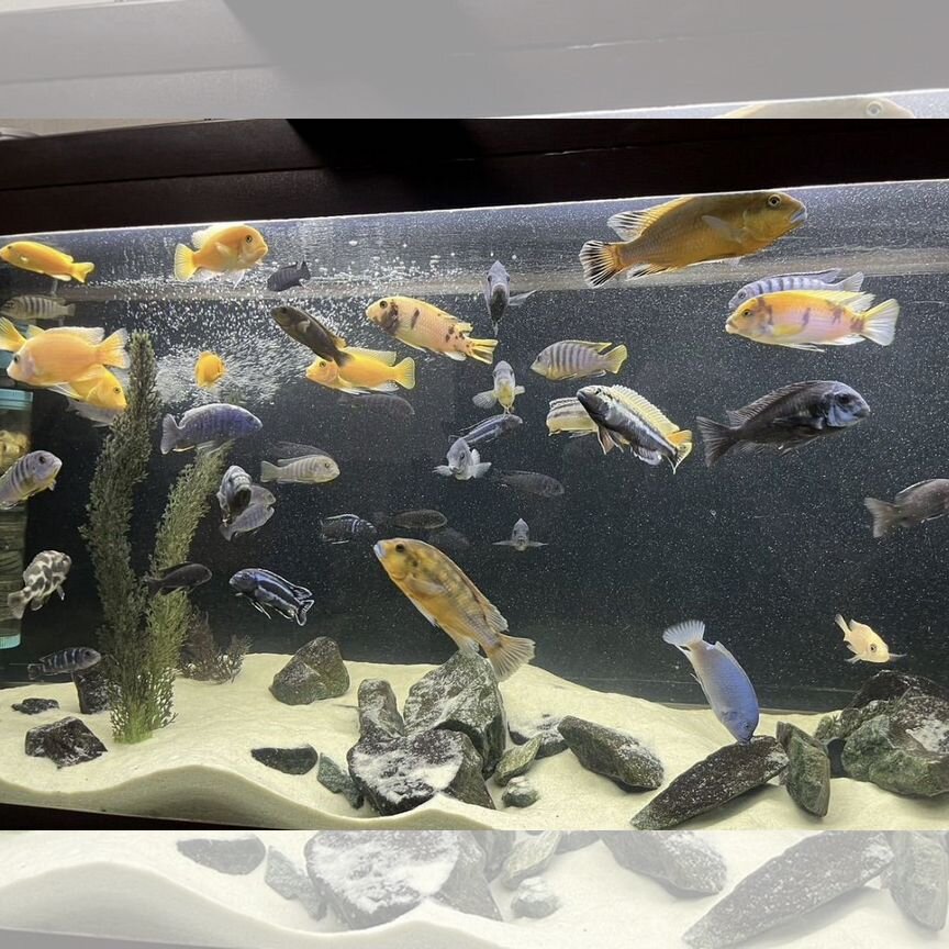 Африканские цихлиды