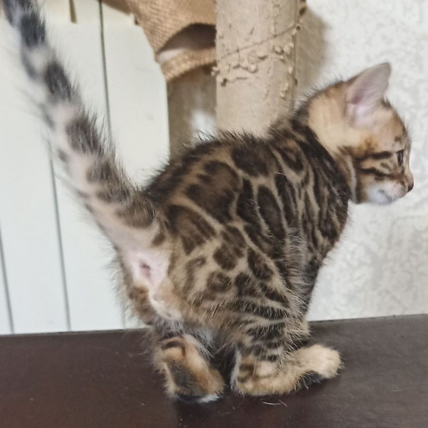 Бенгальские котики