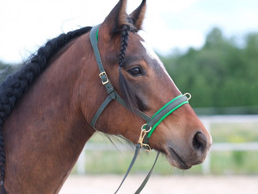 Кавессон уздечка сайдпул