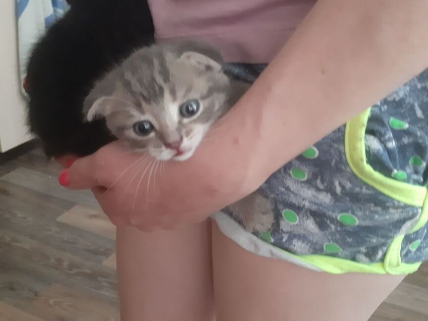 Котята вислоухие