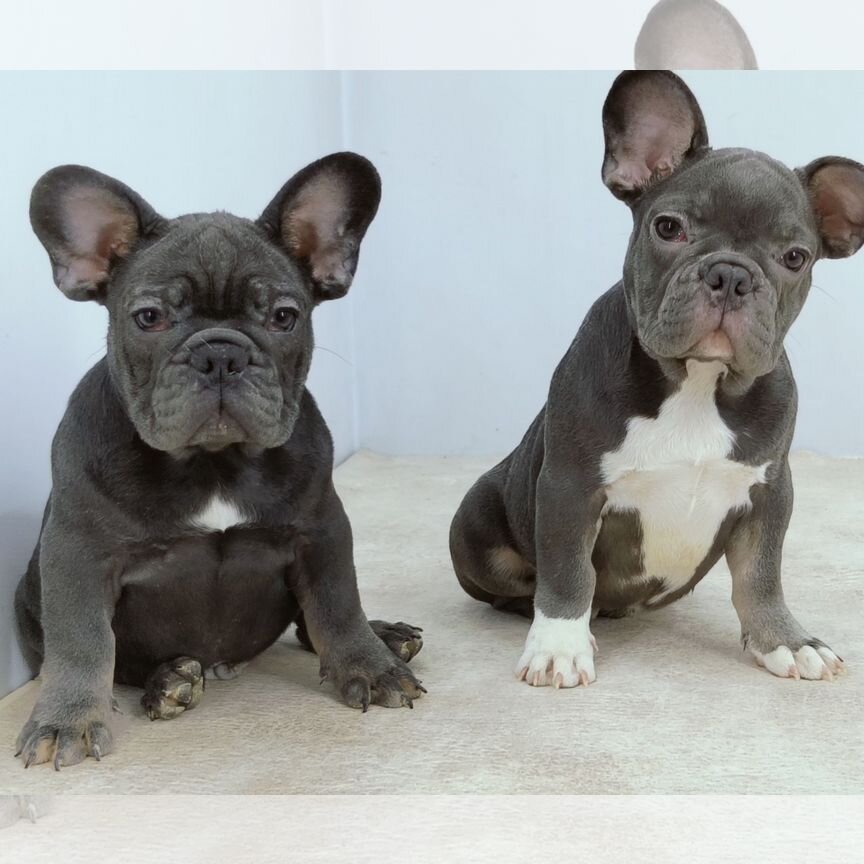 Французский бульдог, щенок
