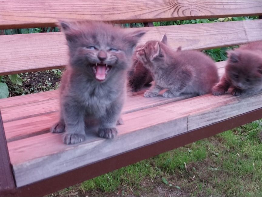 Породистые котята в дар