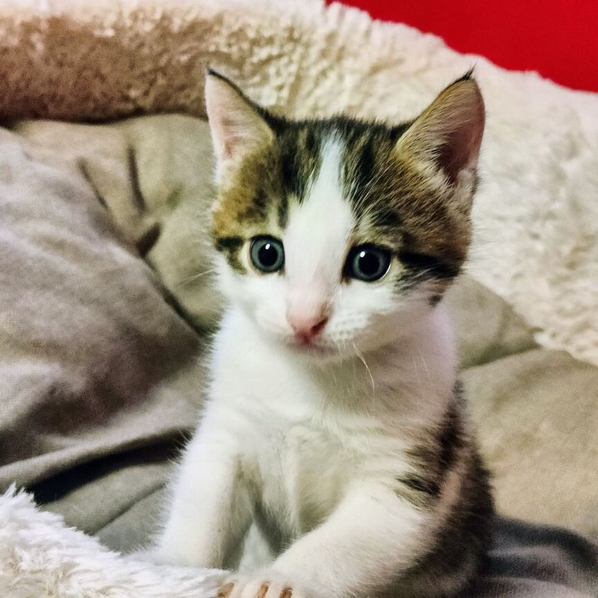 Котёнок мальчик, Кот