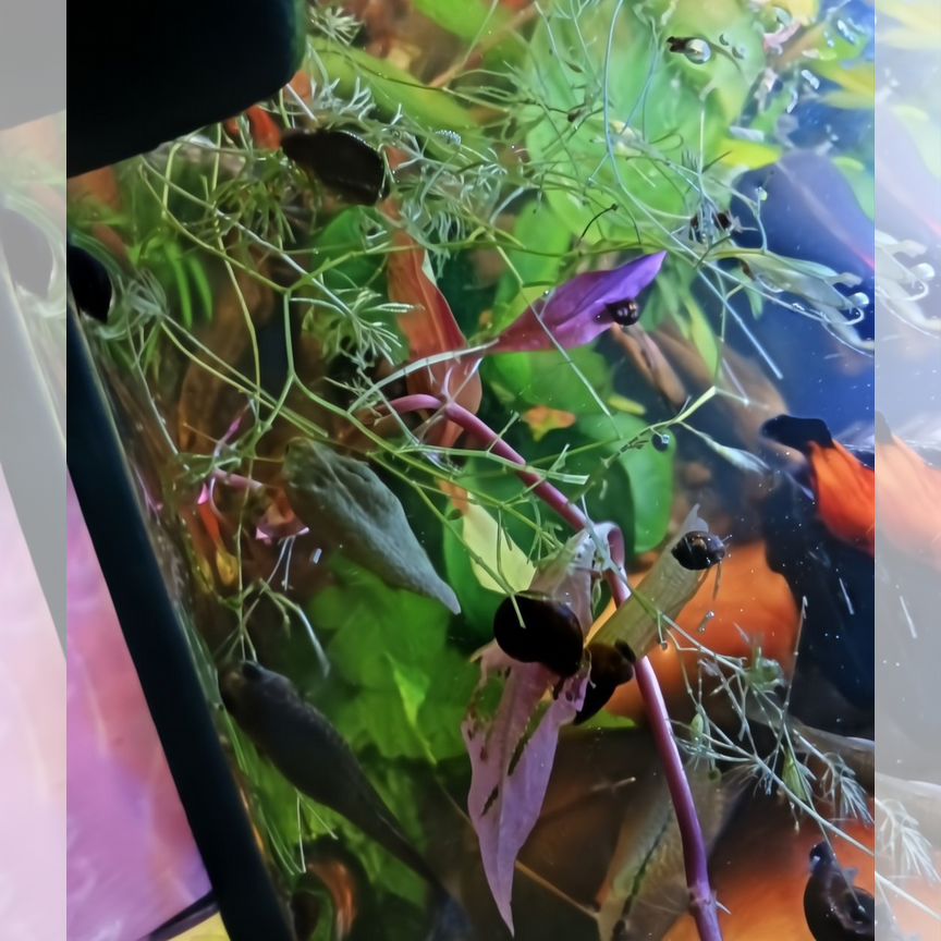 Улитки аквариумные