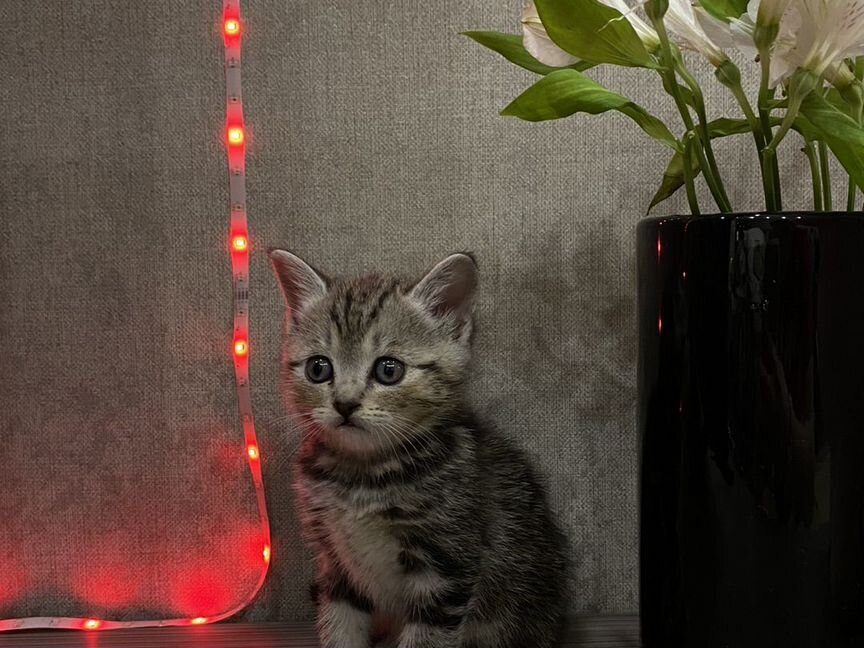 Шотландская прямоухая кошка