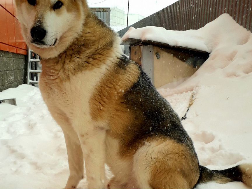 Кобель в добрые руки