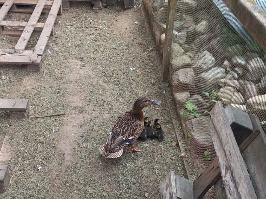 Утята дикой утки