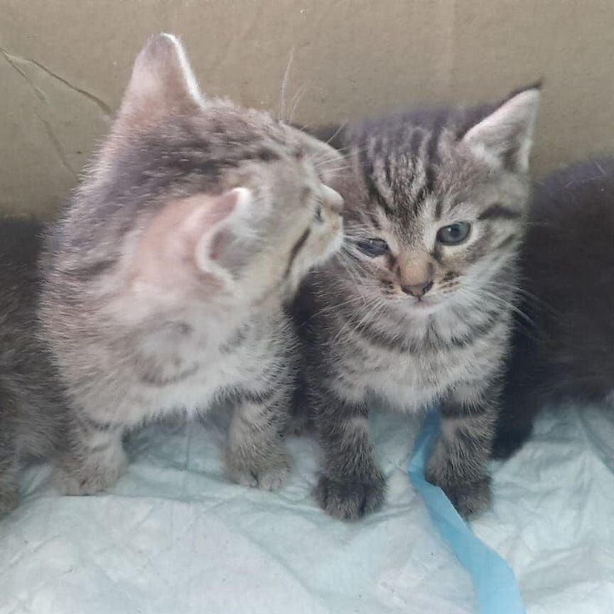 Котята в добрые руки бесплатно