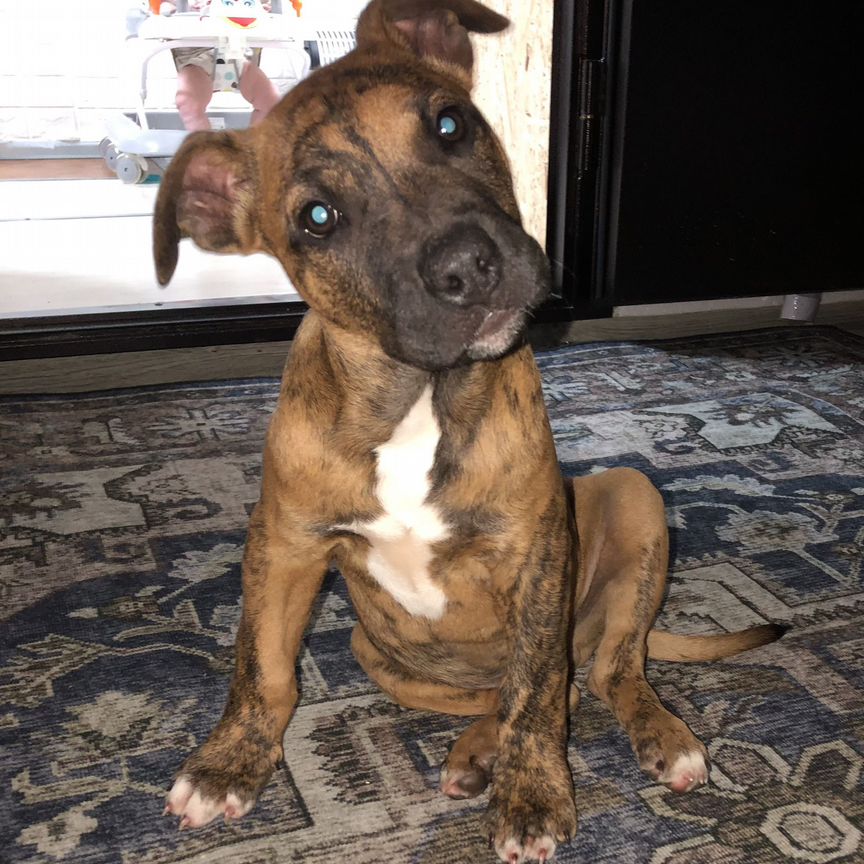 Американский стаффордширский терьер, щенок