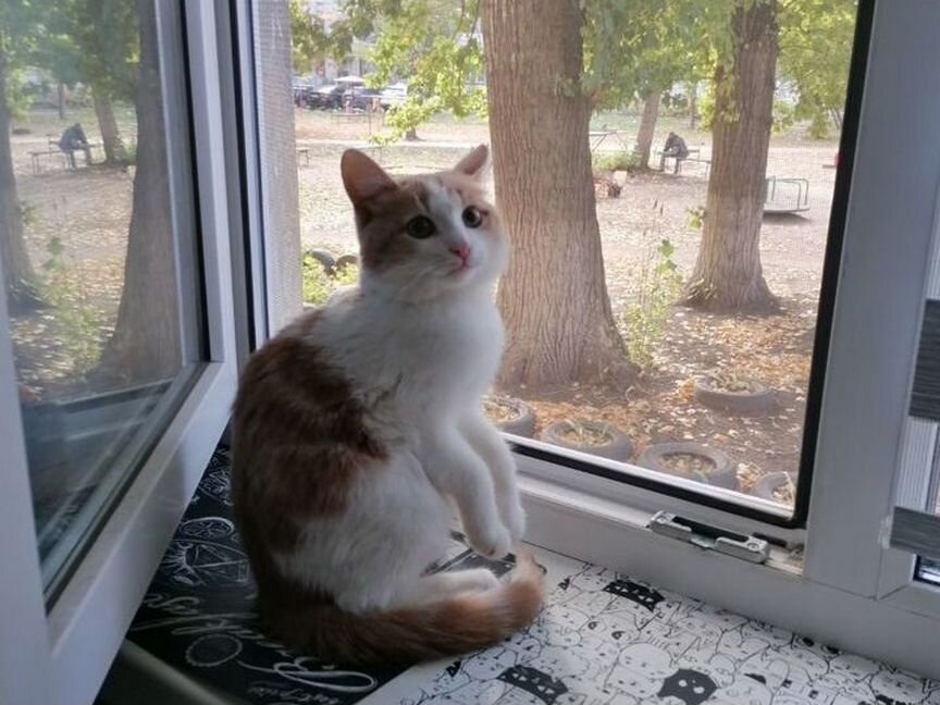 Кот ласкуша