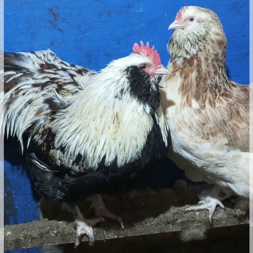 Петушок фавероль на племя