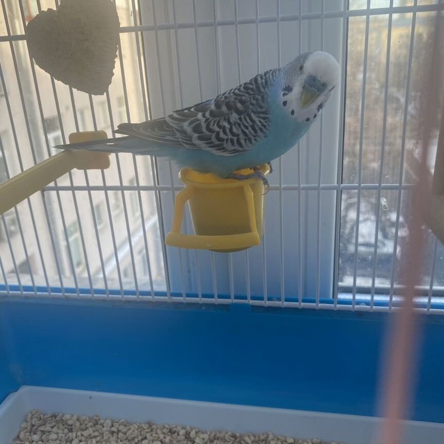 Волнистый попугай