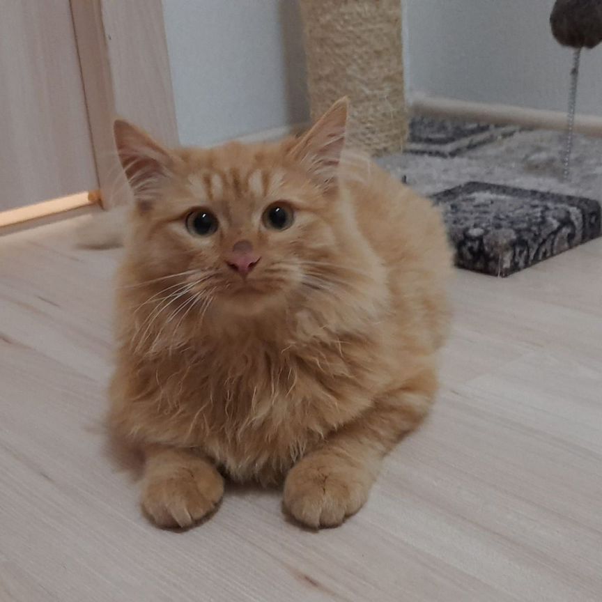 Ищем дом брошенным котятам