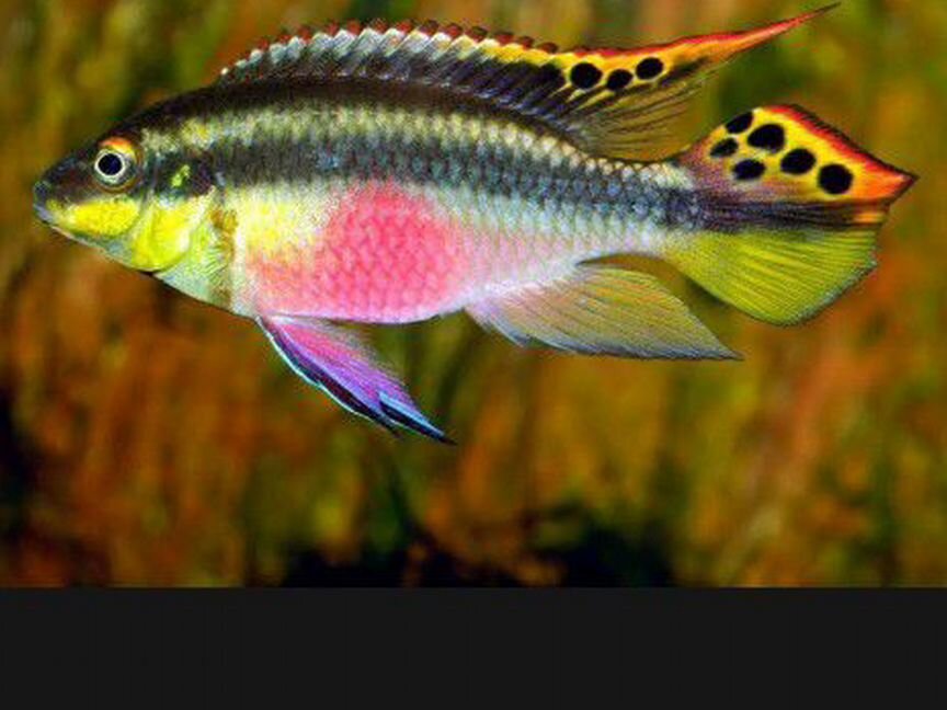 Пельвикахромис пульхер рыбка