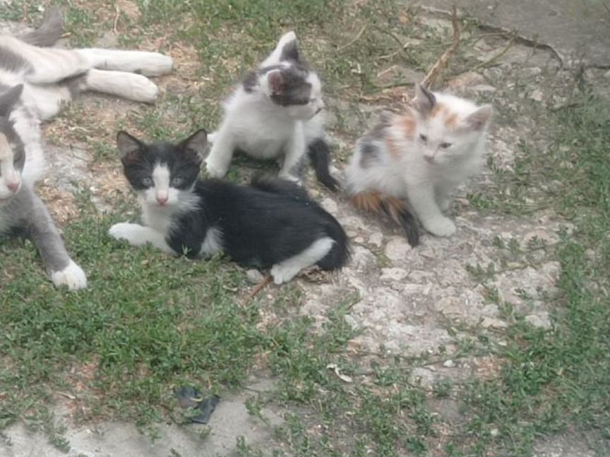 Котята простые от трехцветки