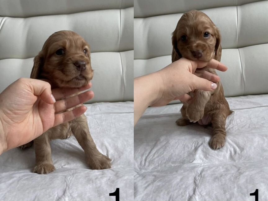 Бронь щенков английского кокер спаниеля