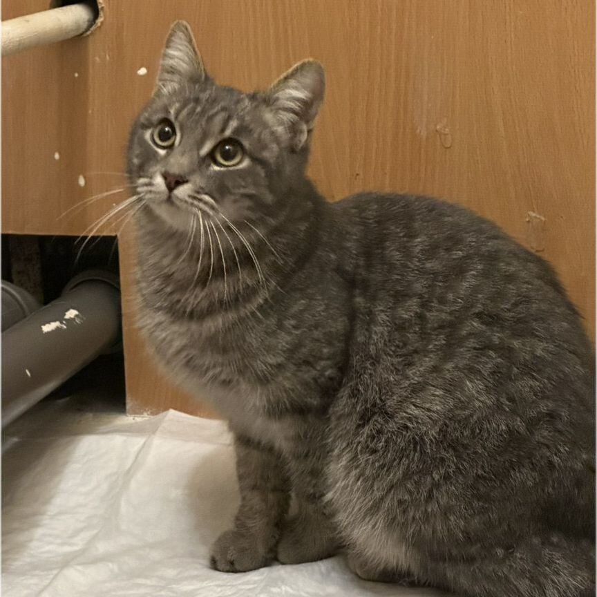 Американский бобтейл короткошёрстный котёнок