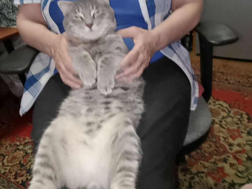 Котик